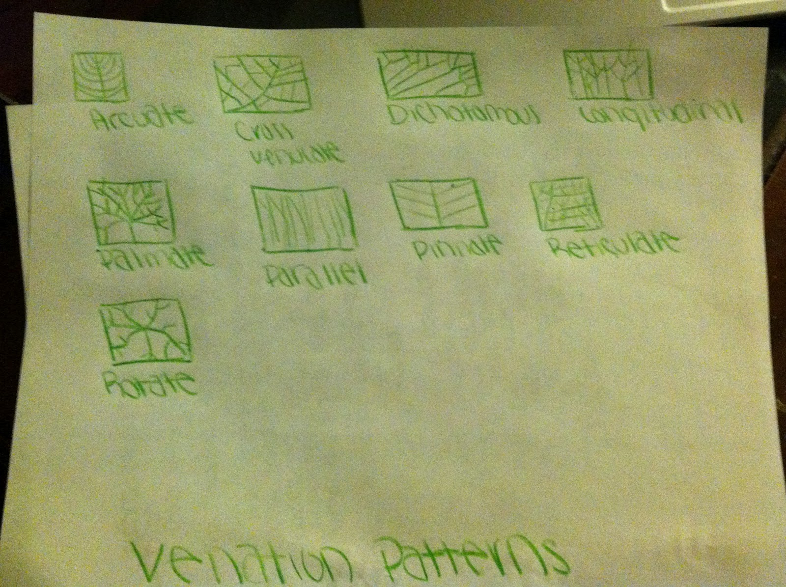 WHS AP Bio 2012: Humphries: Venation Patterns
